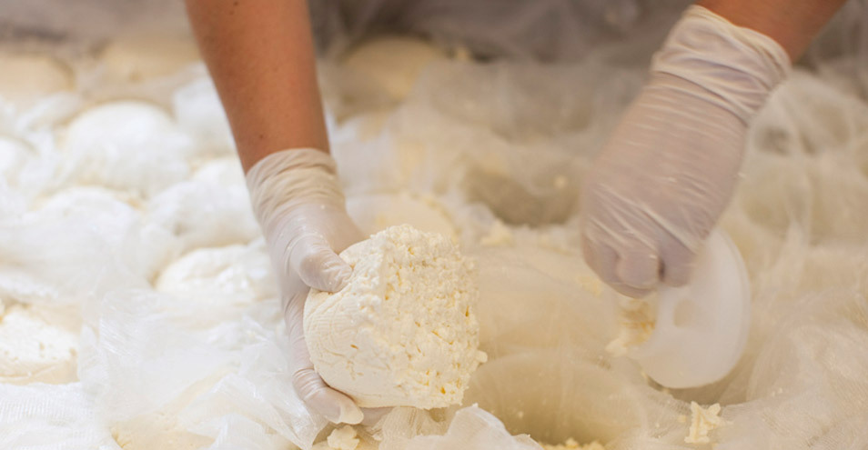 How We Make Our Organic Cheese | Cowgirl Creamery